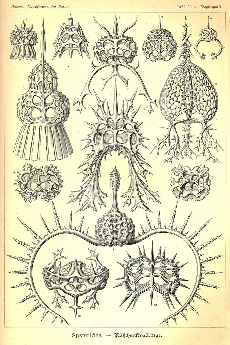 Mineral Skeletons of Zooplankton Digital Download of Vintage Scientific ...