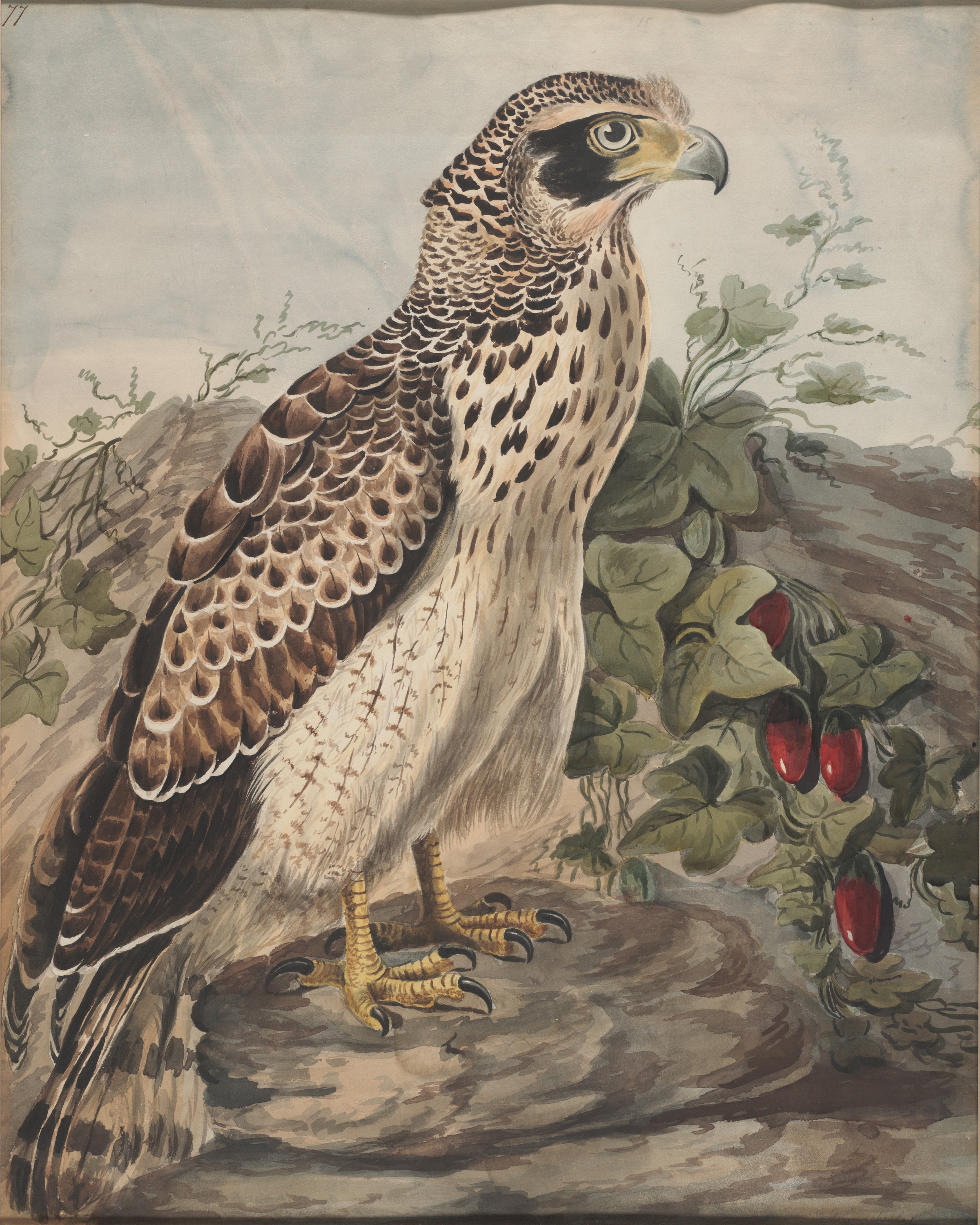 Vintage Crested Hawk Painting - Etsy