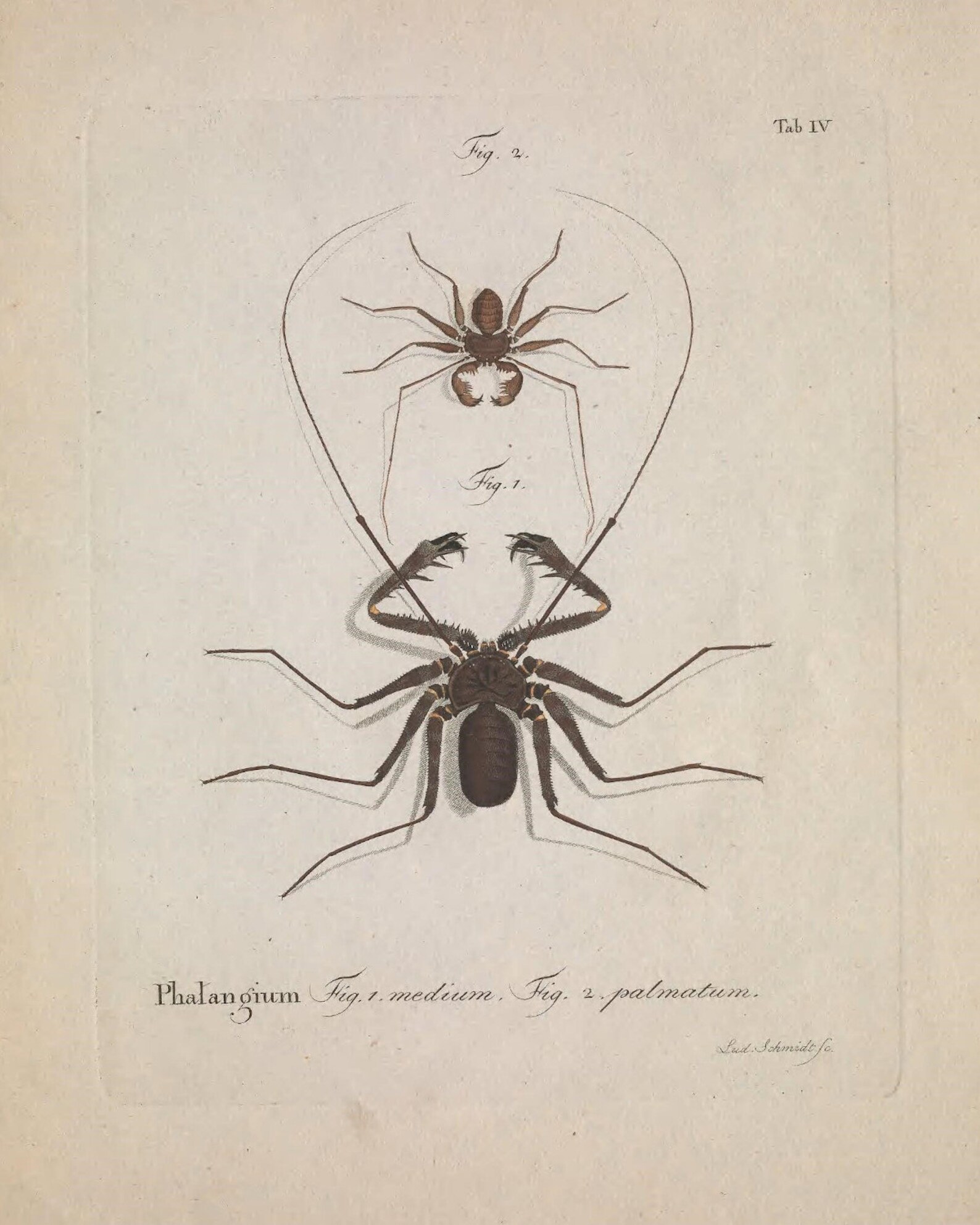Vintage Scientific Sketch of Spiders - Etsy