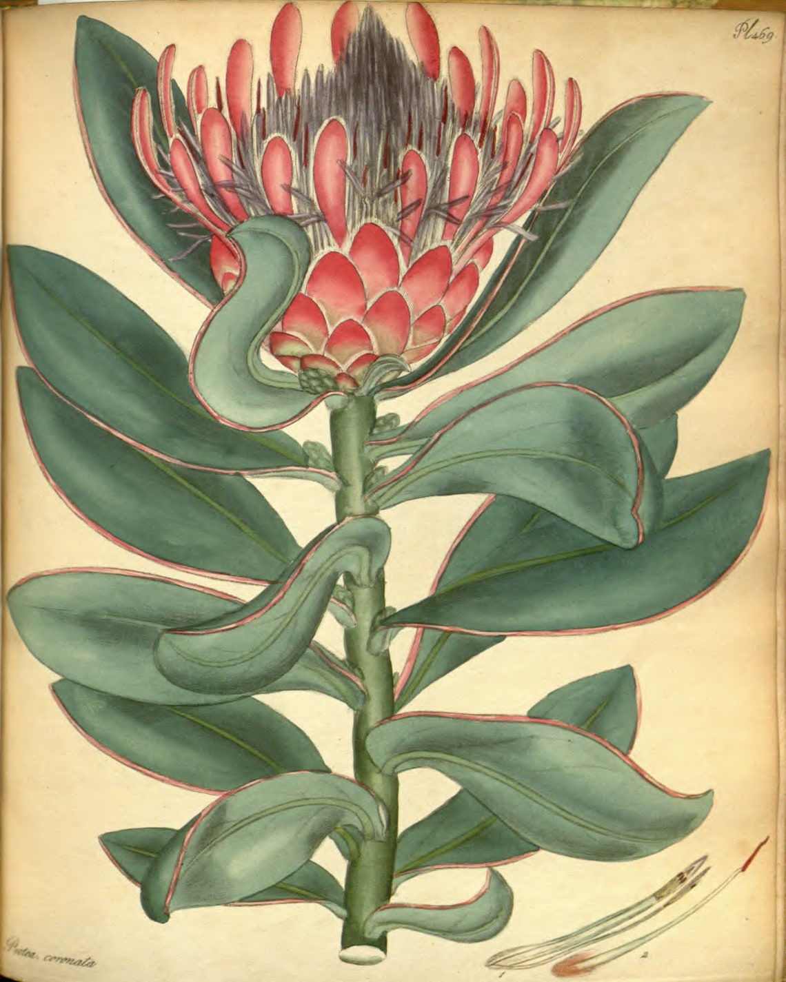 Collection of 10 Vintage Flower Drawings 31-40 | Etsy