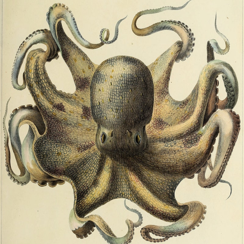 Vintage Octopus - Etsy