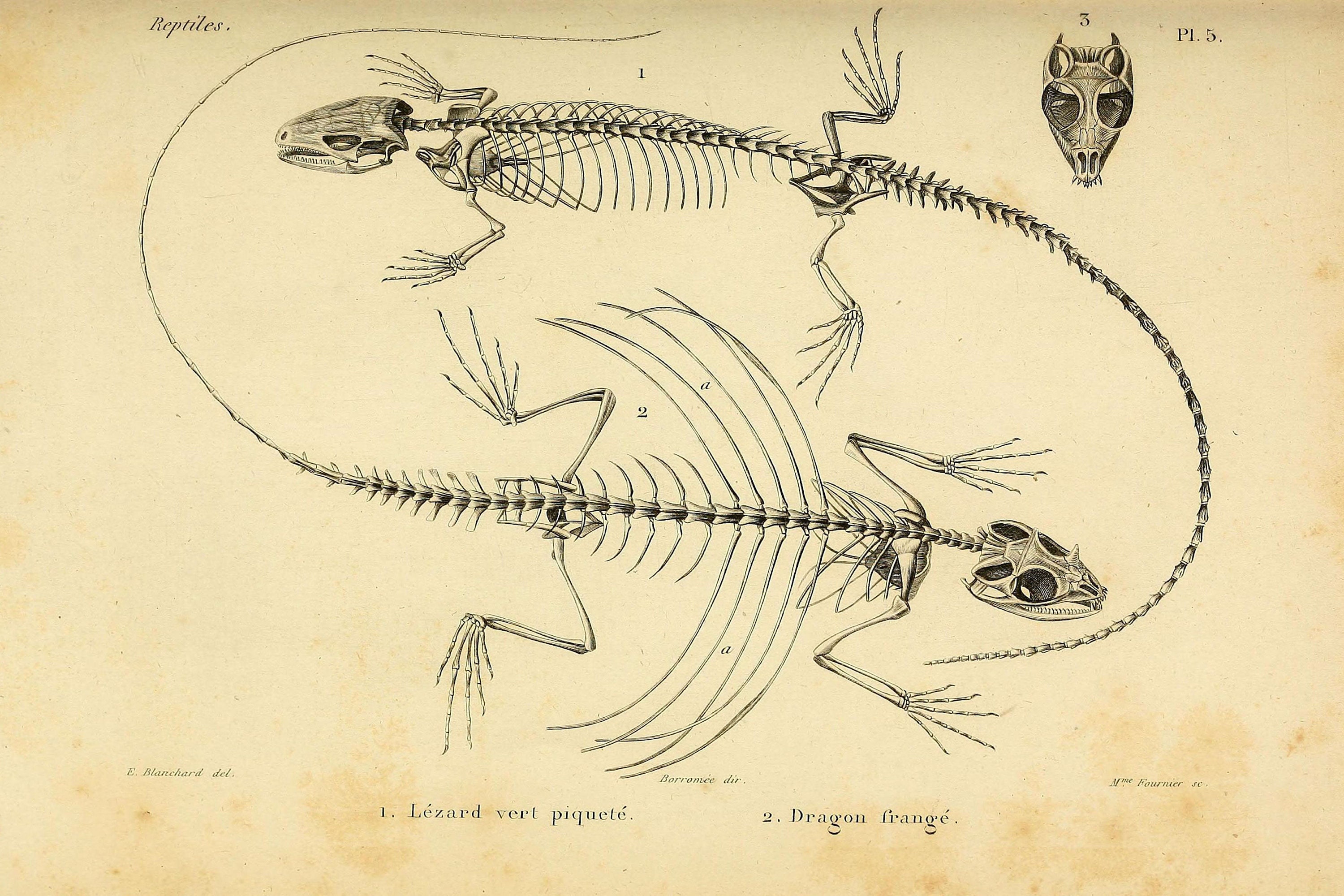 Vintage Scientific Drawing of Skeletons of Two Lizard Species - Etsy