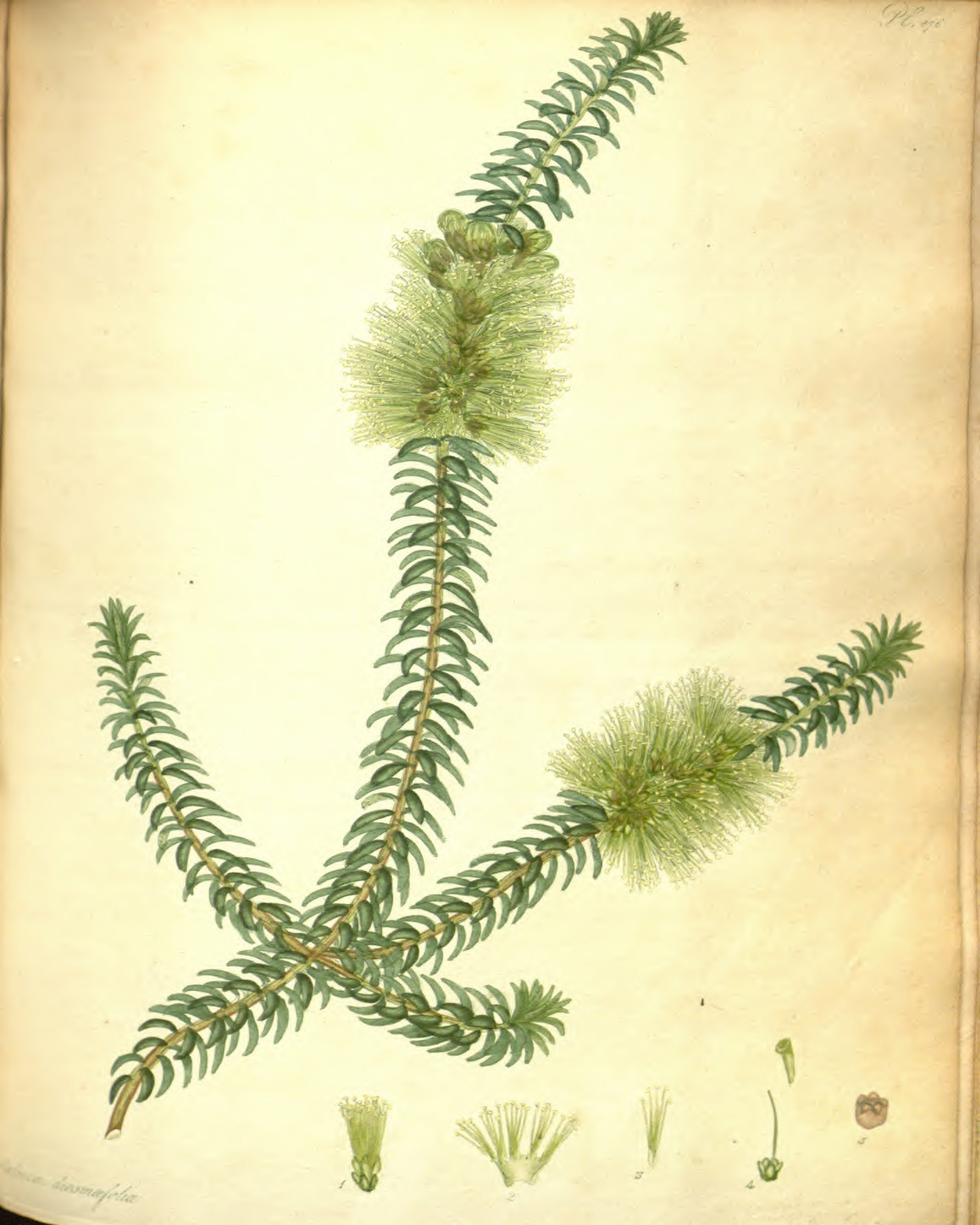 Collection of 10 Vintage Flower Drawings 31-40 - Etsy