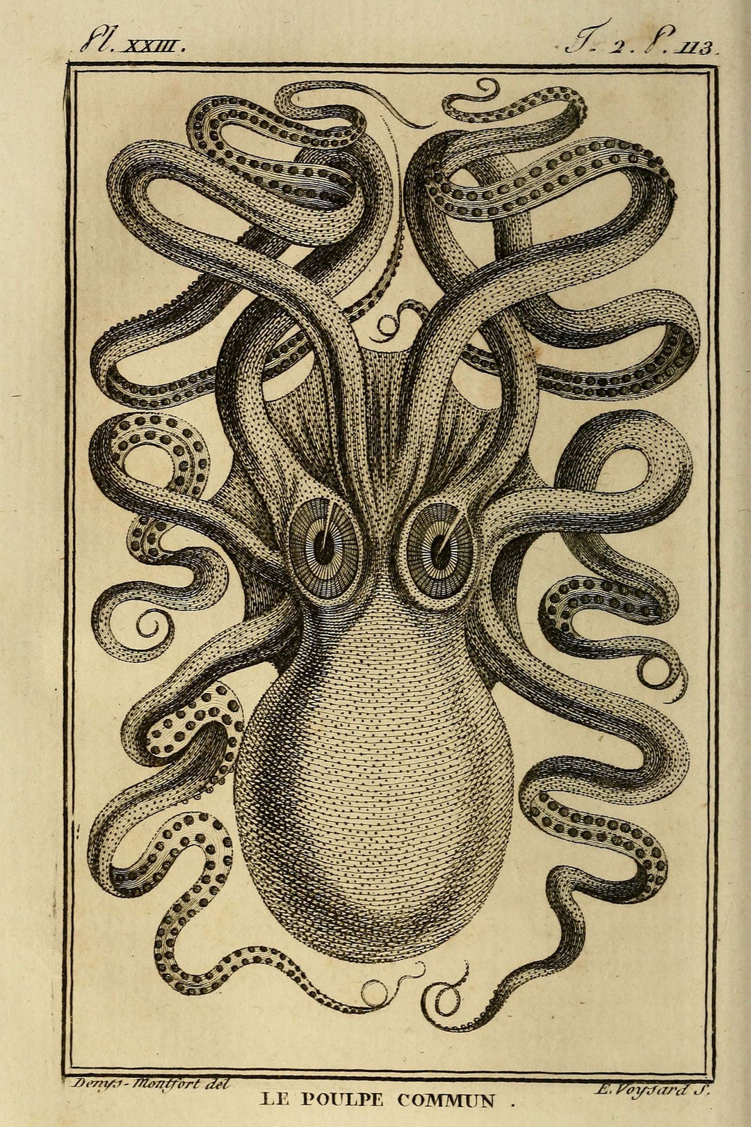 Vintage Octopus Drawing - Etsy