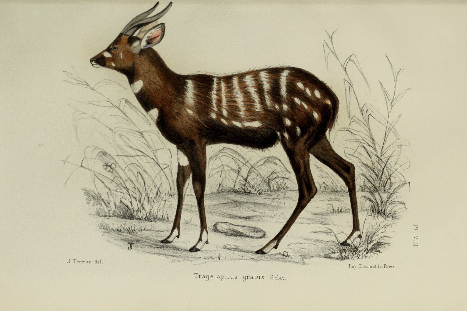 Vintage Drawing of a Sitatunga Digital Download - Etsy