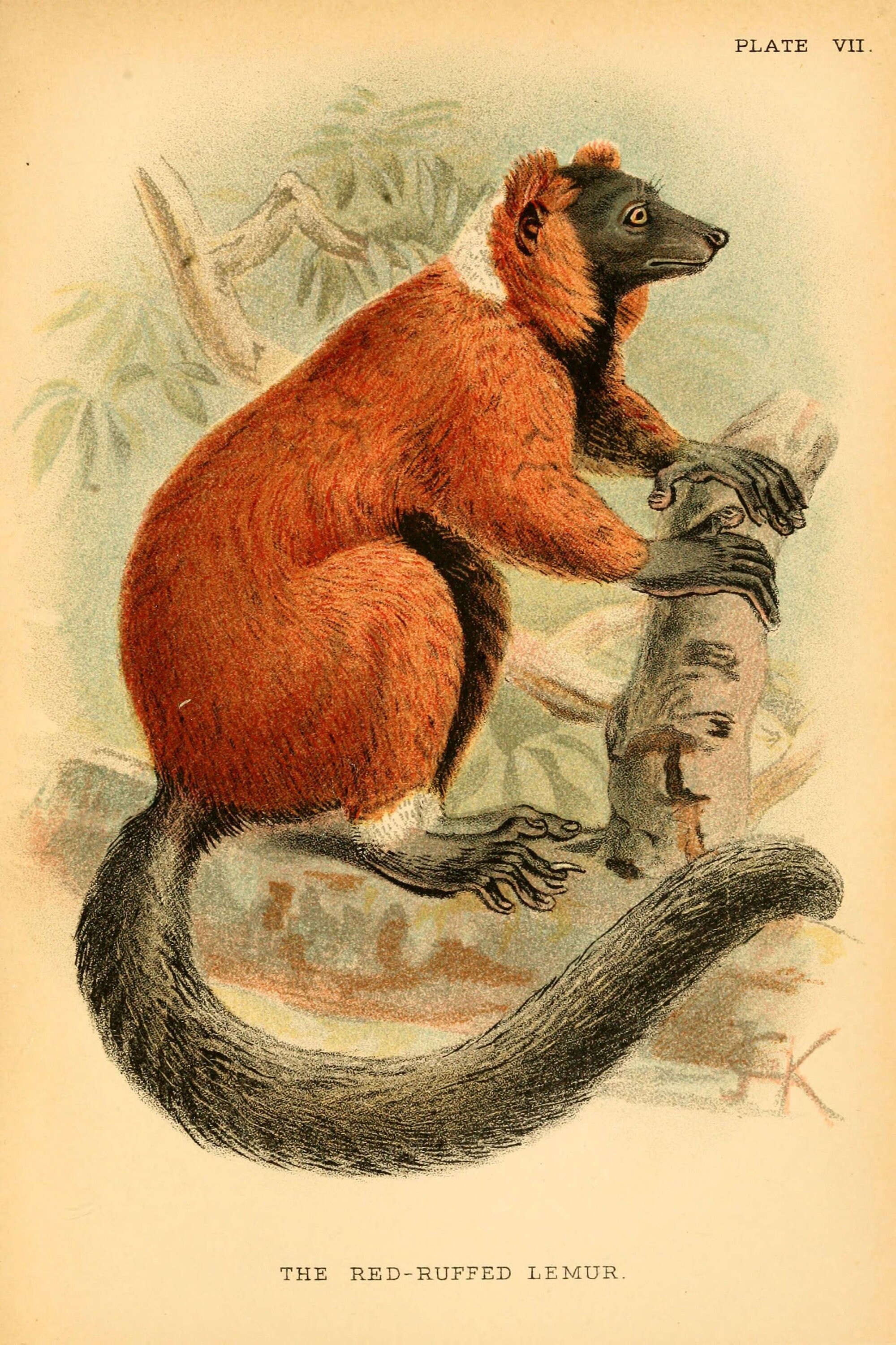 Vintage Illustration of a Red-ruffed Lemur Digital Download - Etsy
