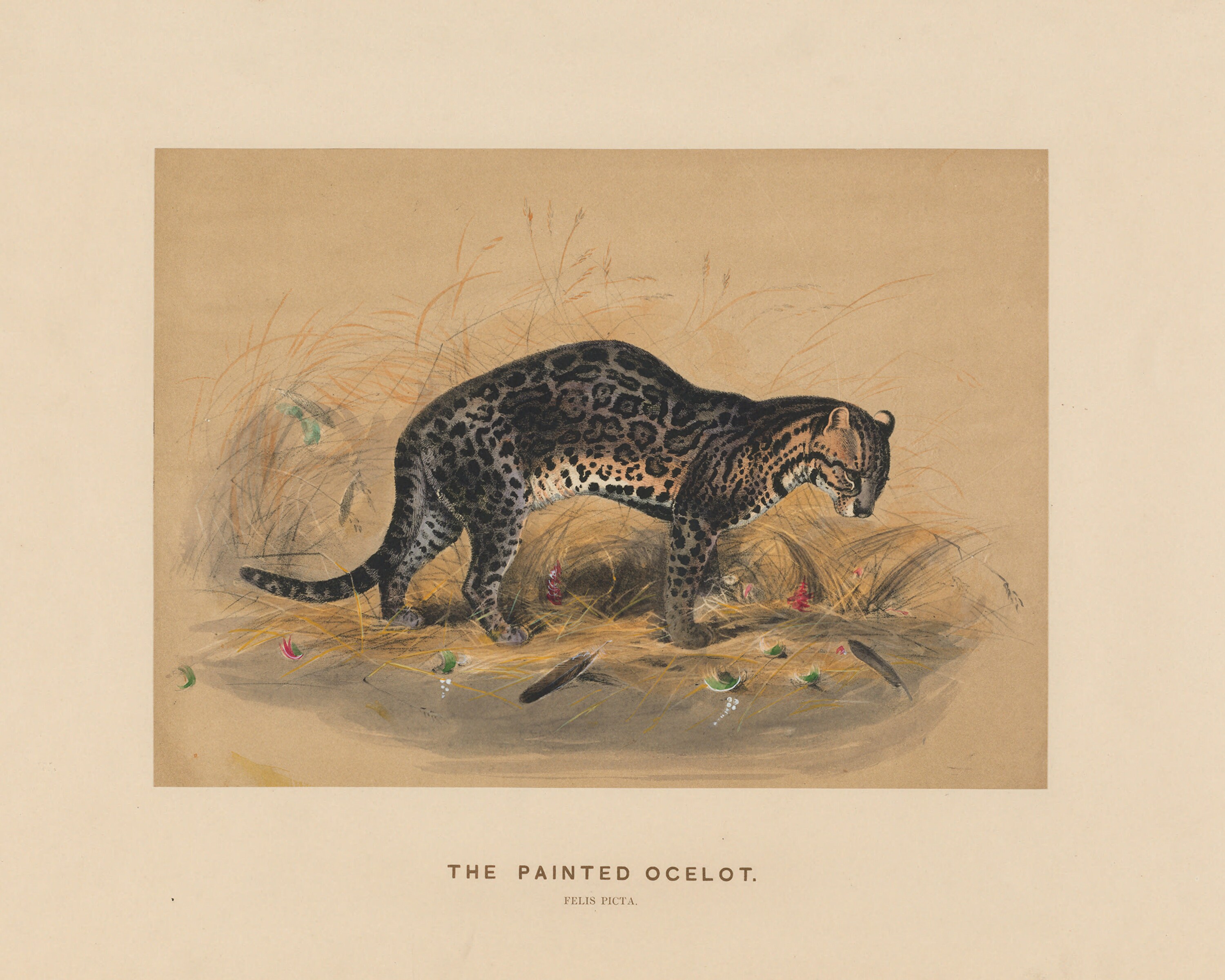 Vintage Painted Ocelot Drawing - Etsy