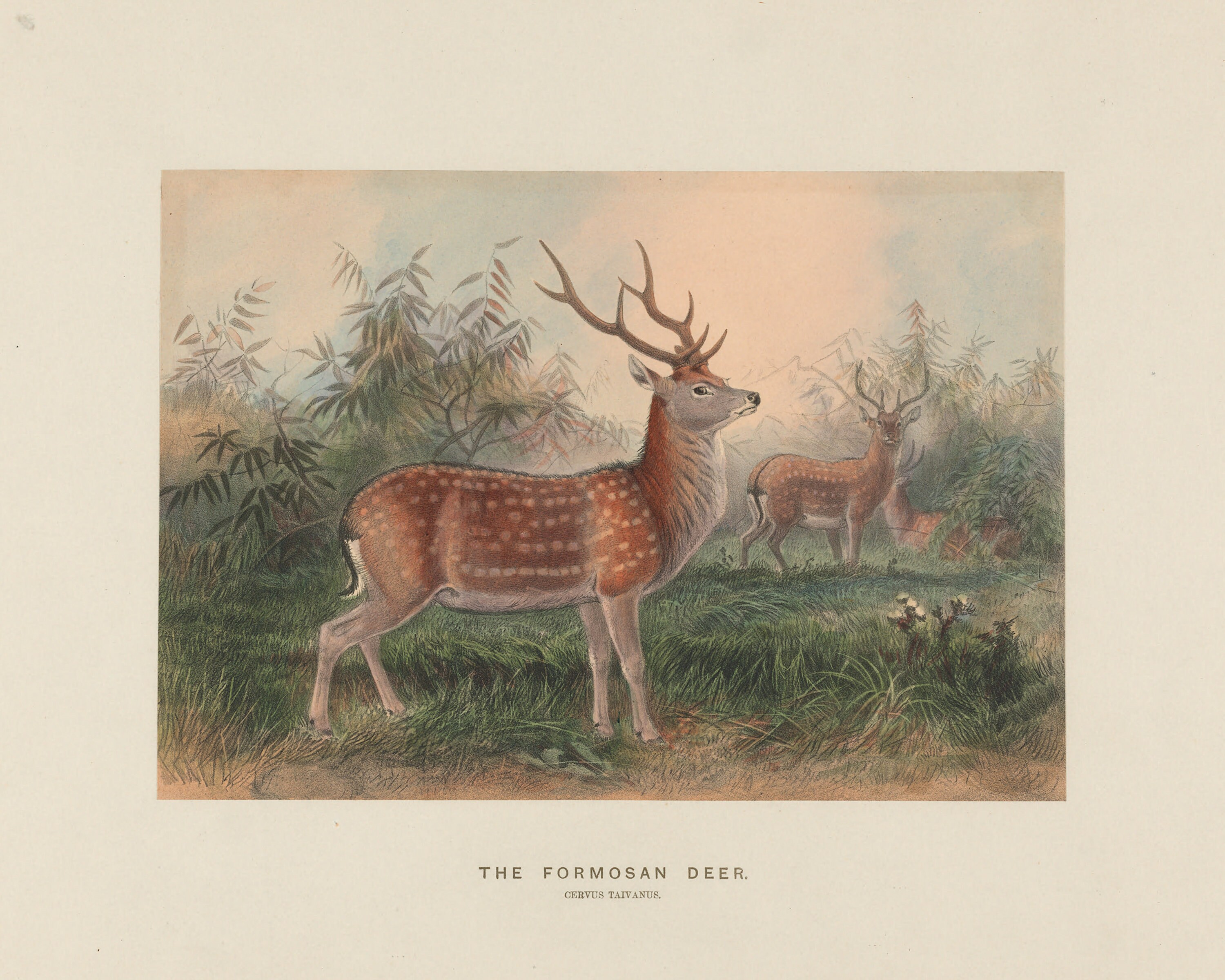 Vintage Drawing of a Formosan Sika Deer Digital Download - Etsy
