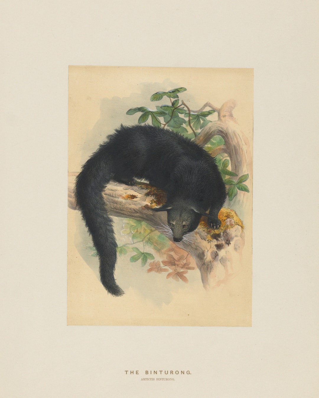 Digital Download of Vintage Drawing of the Bearcat - Etsy