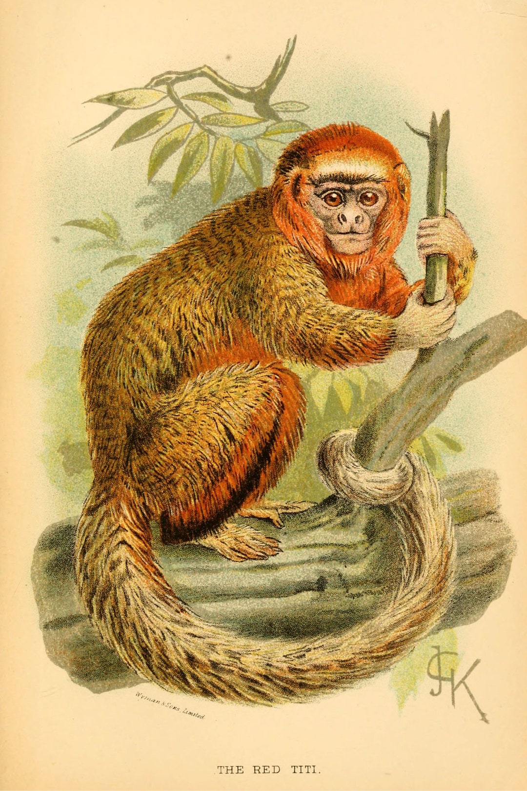 Vintage Drawing of a Red Titi Monkey Digital Download - Etsy