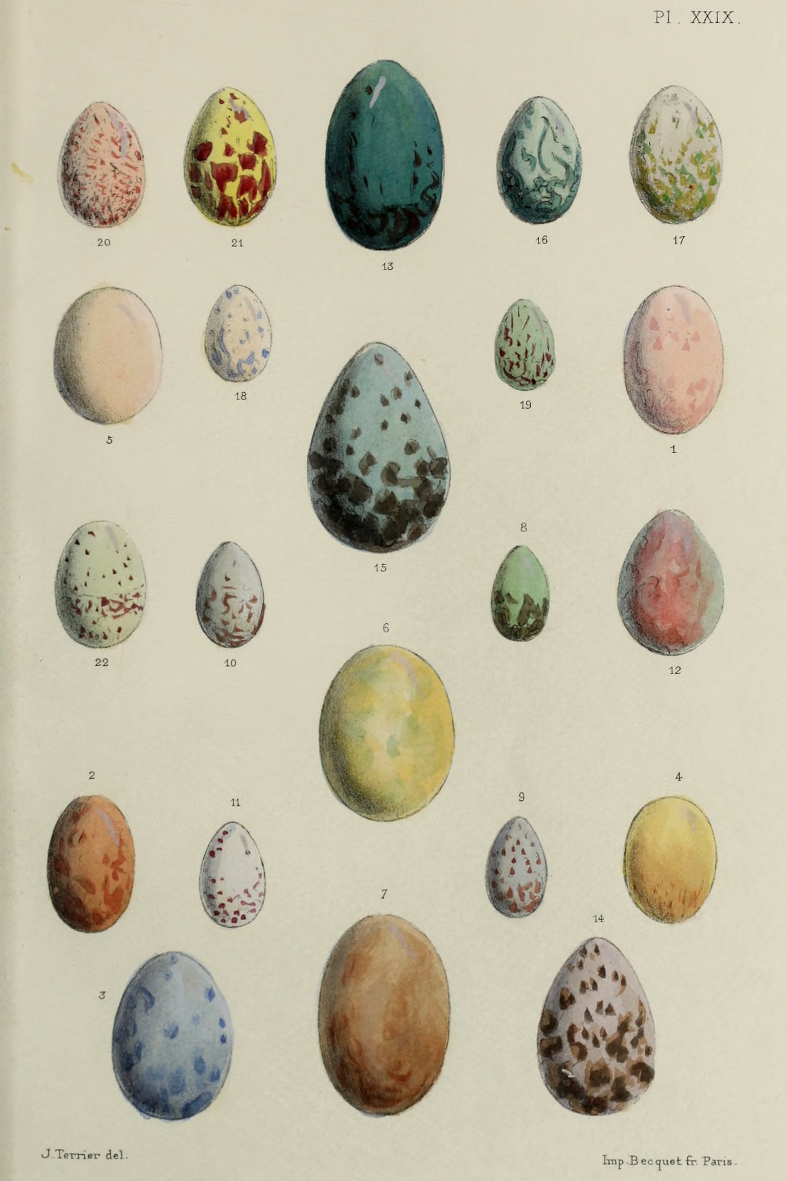 Vintage Illustration of Rare Bird Egg Patterns and Colours - Etsy