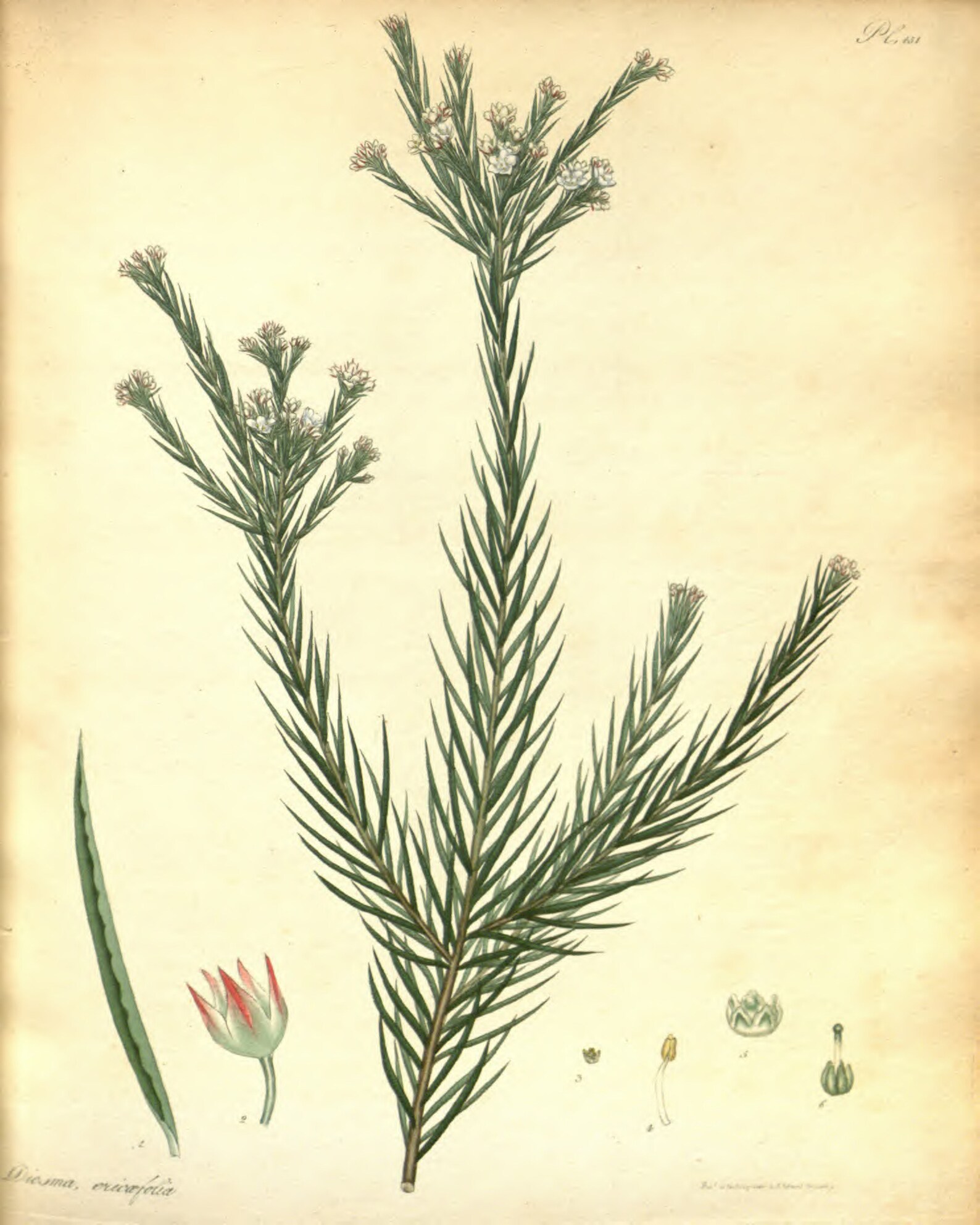 Collection of 10 Vintage Flower Drawings 31-40 - Etsy