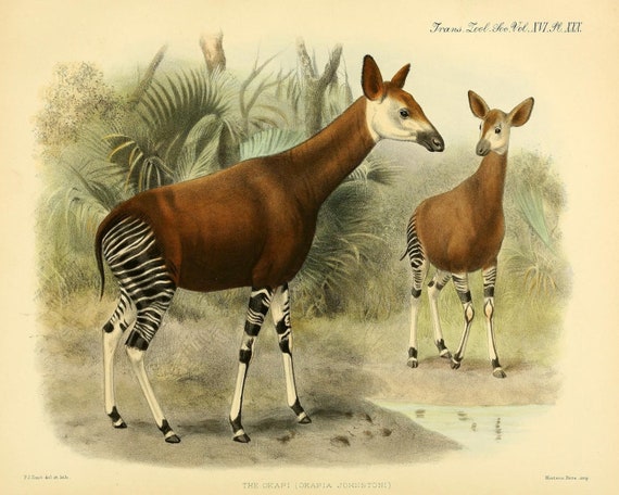 Vintage Drawing of Okapi's Digital Download | Etsy