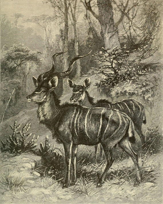 Greater Kudu Drawing