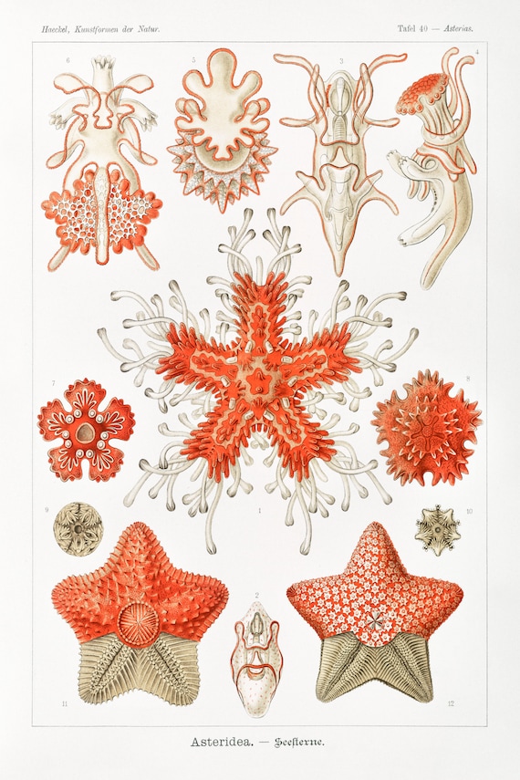 Sea Star Anatomy