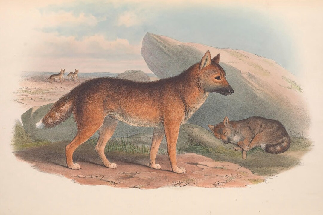 Vintage Illustration of a Dingo Family Digital Download - Etsy