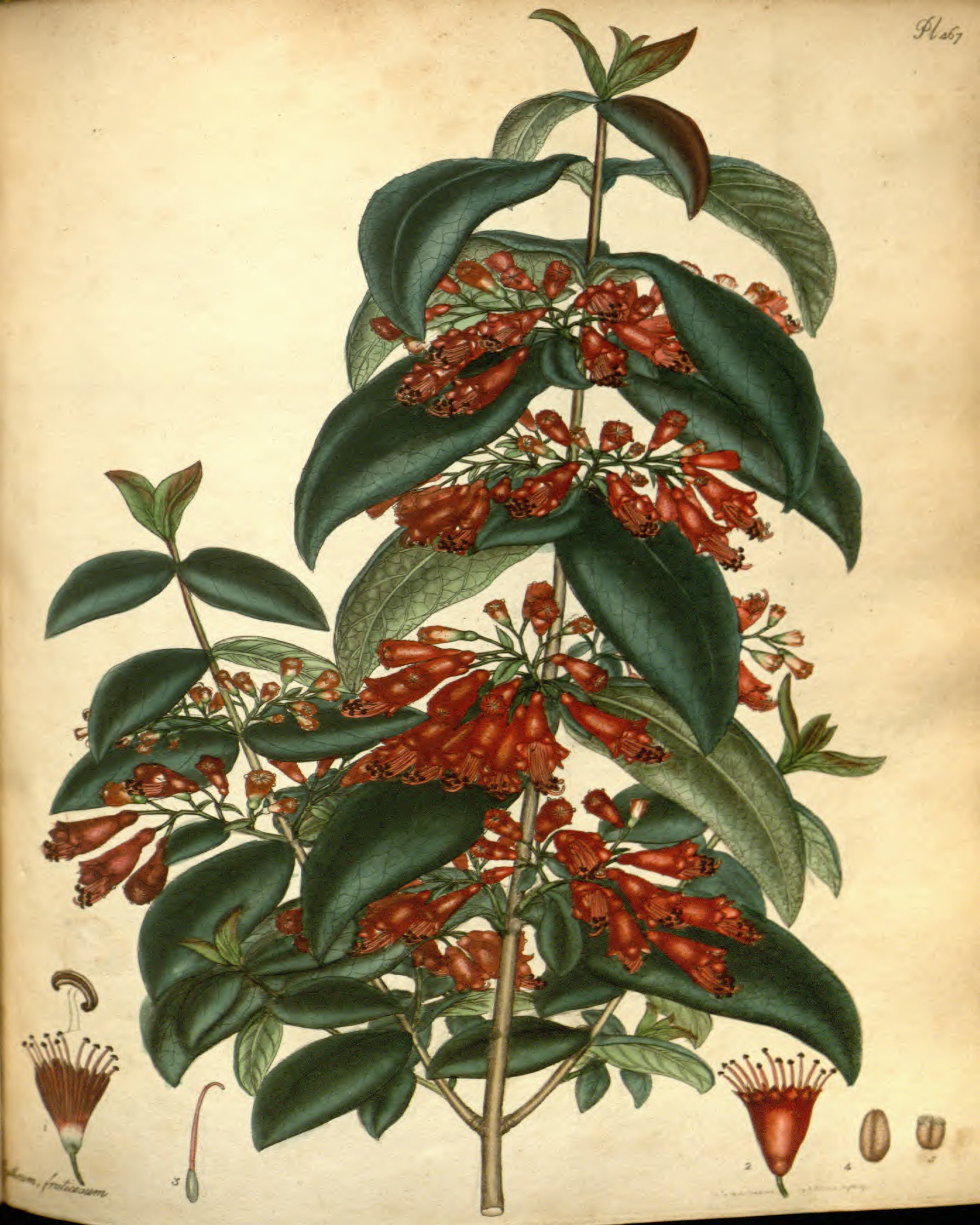 Collection of 10 Vintage Flower Drawings 11-20 - Etsy UK