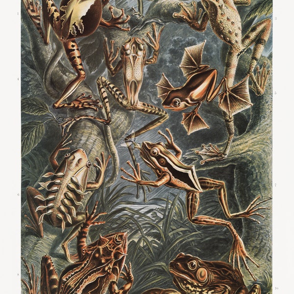 Frog Species Poster - Etsy