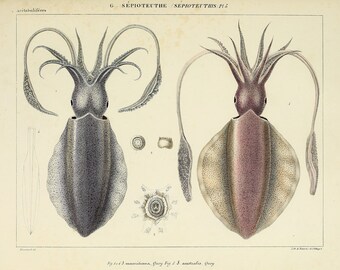 Digital Download of Vintage Squid Drawing | Etsy