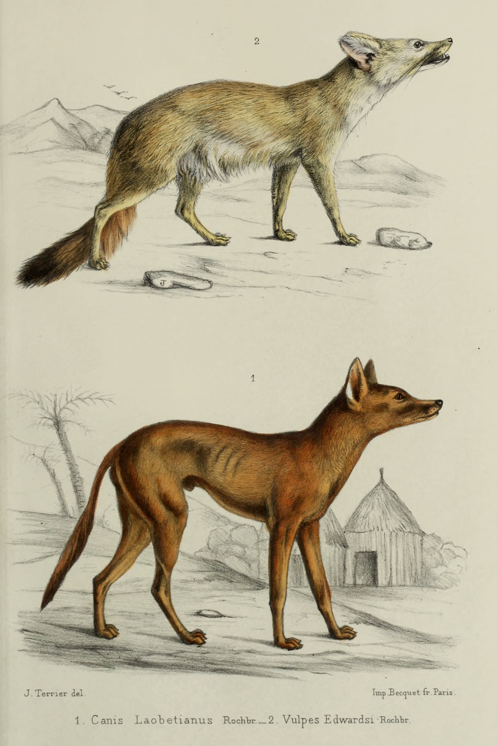 Fox Anatomy For Artists