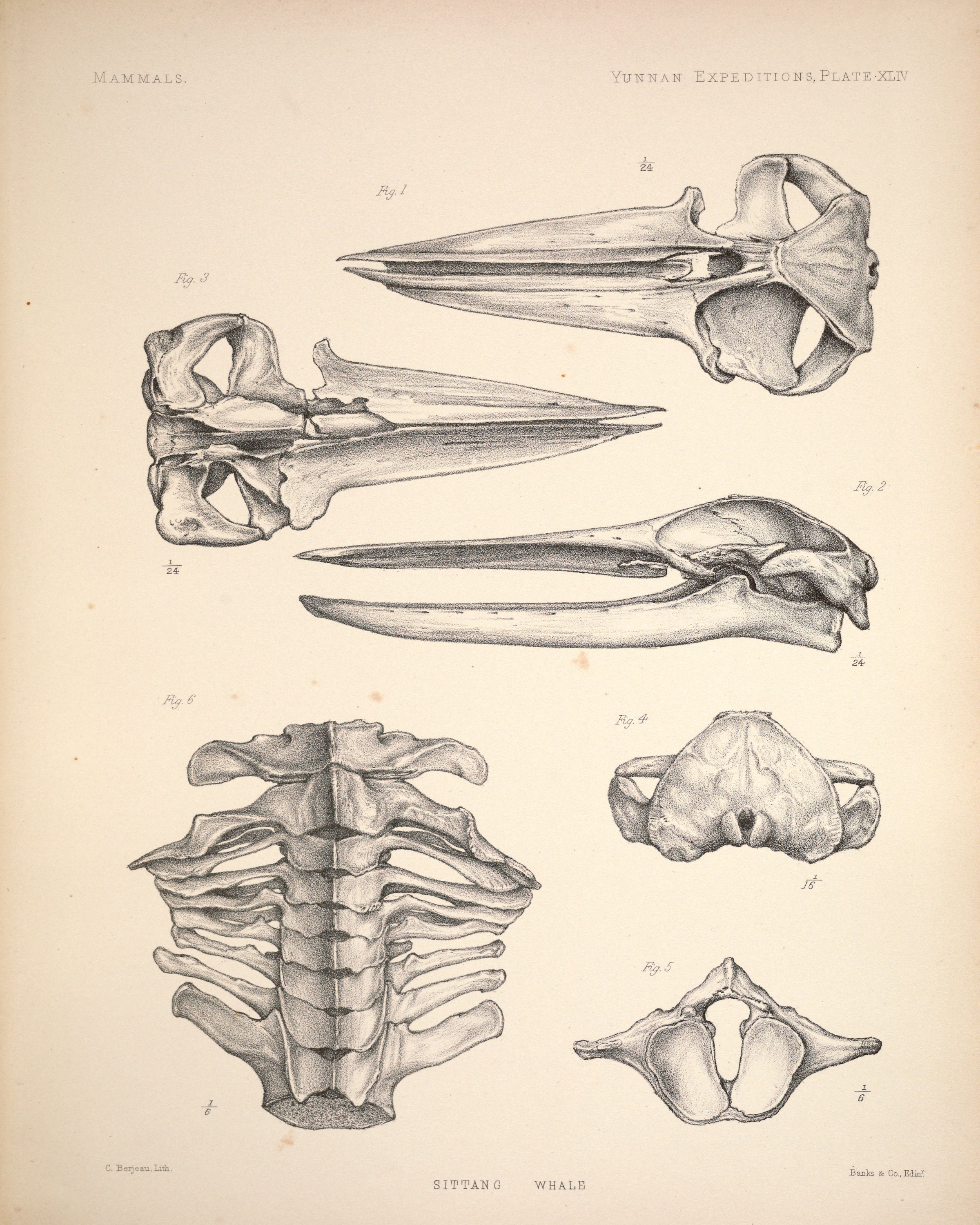 Vintage Drawing of Skeletal Anatomy of Cetacean Focussed on the Skull ...