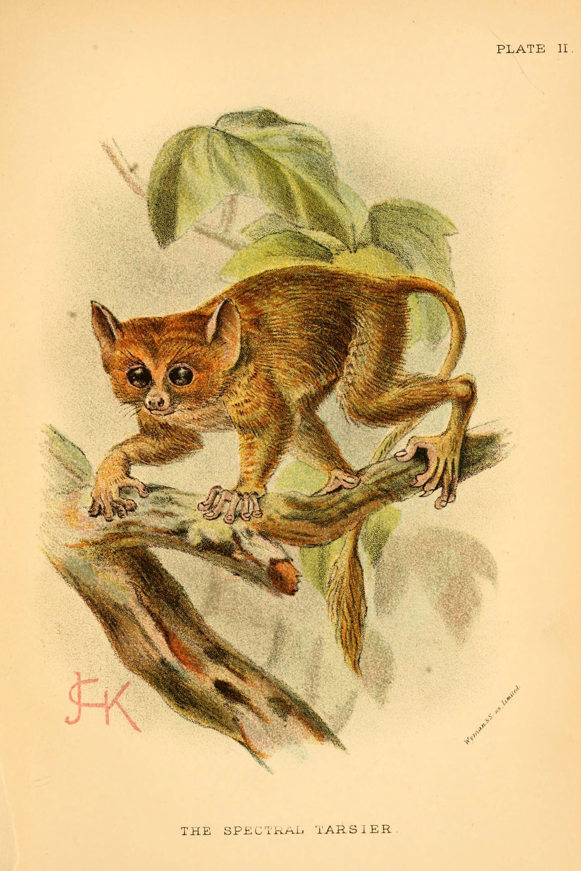 Vintage Illustration of a Spectral Tarsier Digital Download - Etsy