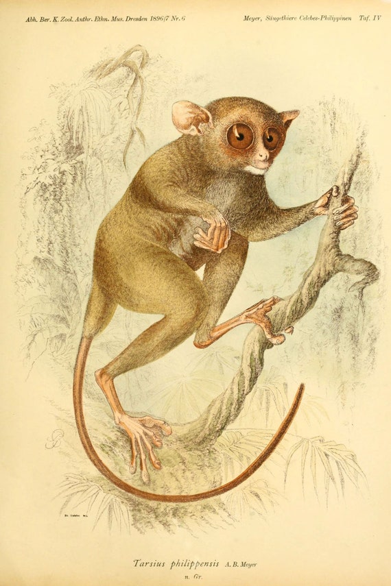 Vintage Illustration of a Tarsier Digital Download | Etsy