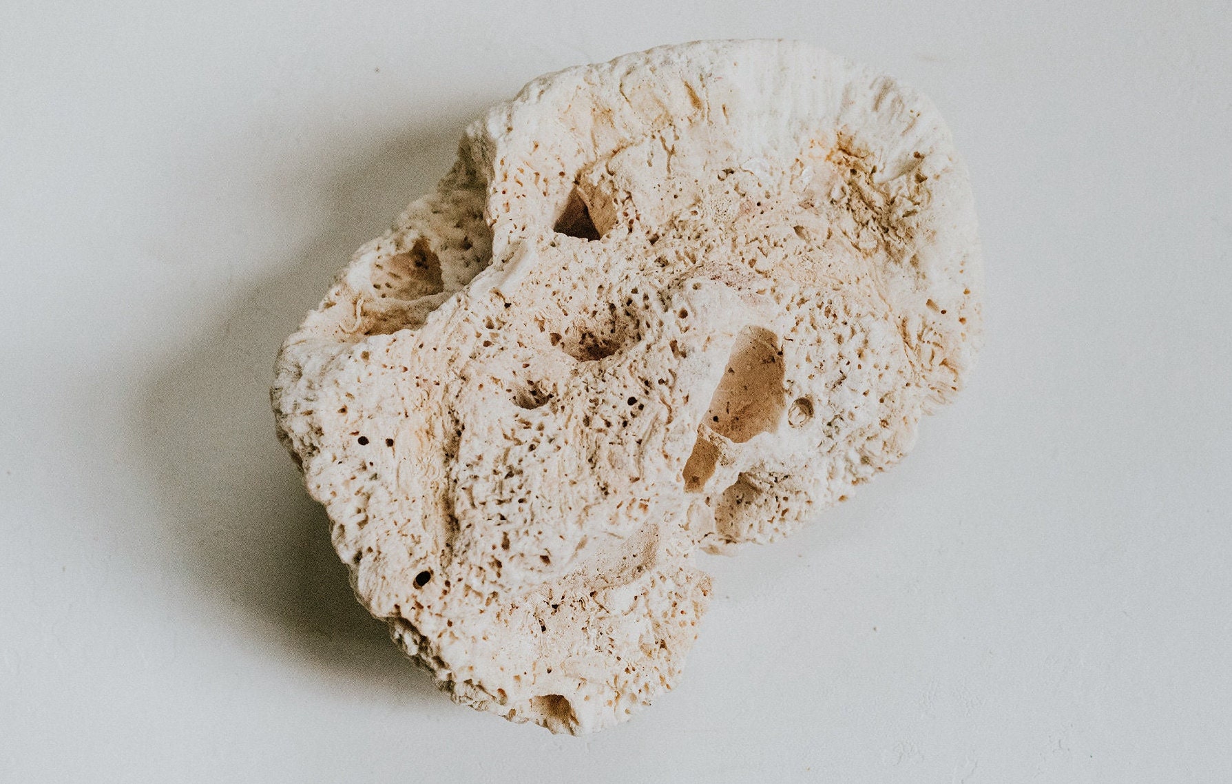 Genuine Vintage Brain Coral Sea Shell Fossil Collecting Natural White ...