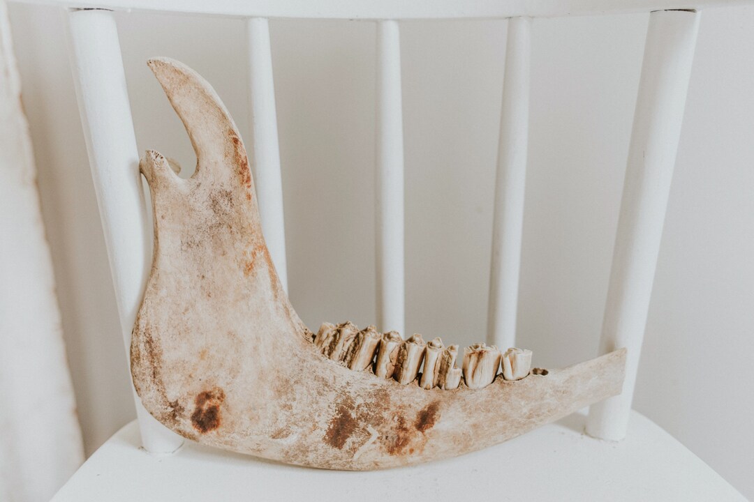Genuine Vintage Moose Jaw Bone | Natural Decor | Man Cave Decor | Cabin ...