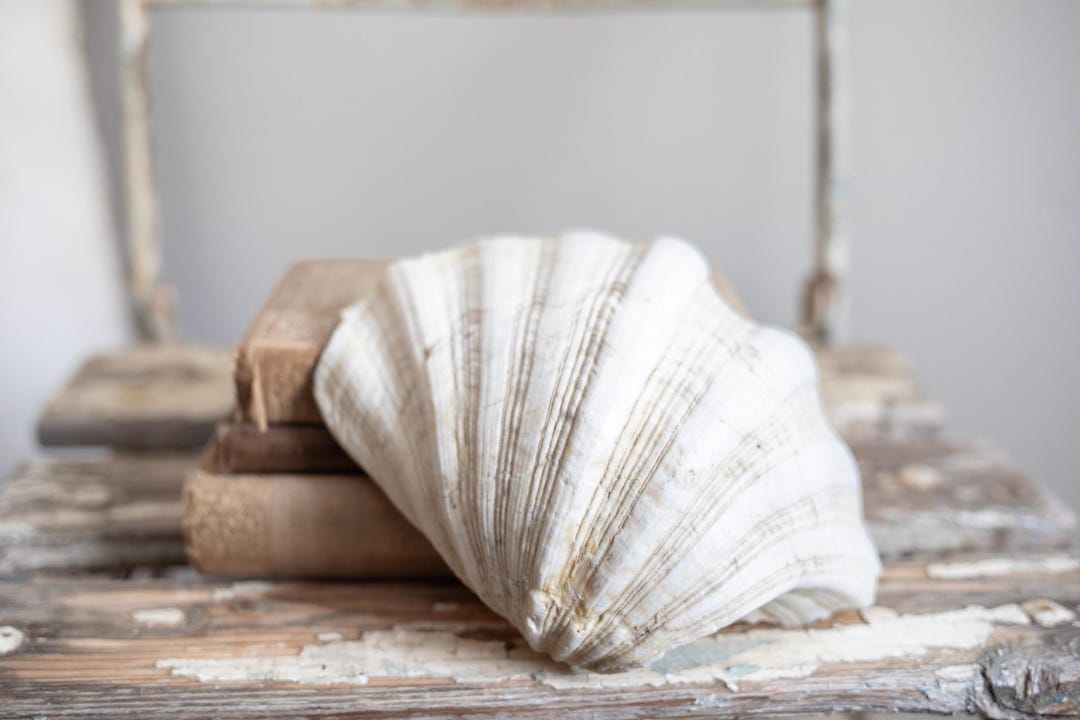 Vintage Tridacna Natural Clam Shell | Ruffle Clam Shell | Genuine Half ...