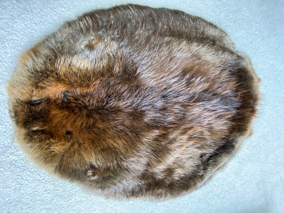 Tanned Beaver Pelt Small - Etsy