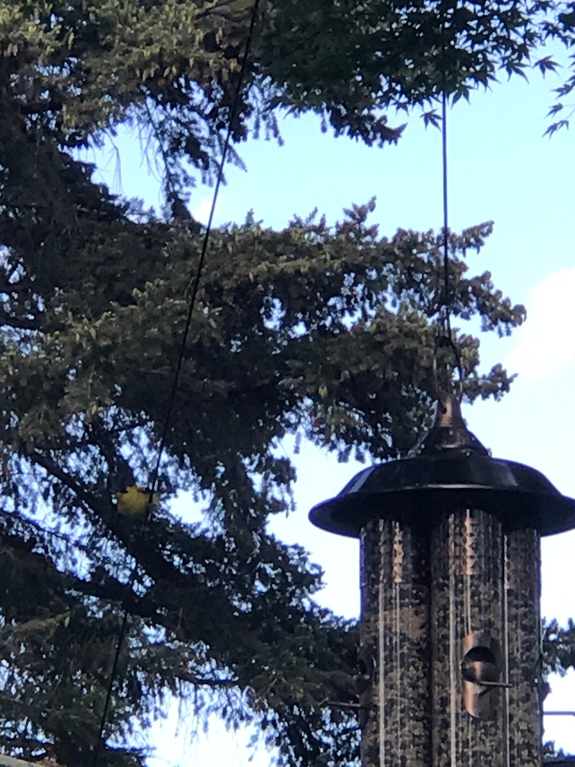 Out on a Limb Lowering and Raising Pulley System for Bird | Etsy