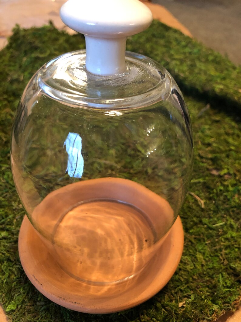 Glass Globe Cloche - Etsy