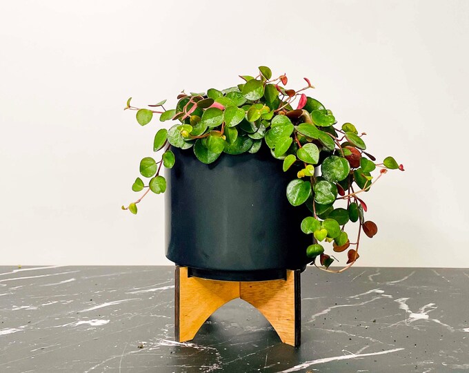 Peperomia 'ruby Cascade' 4 Grower's Pot - Etsy