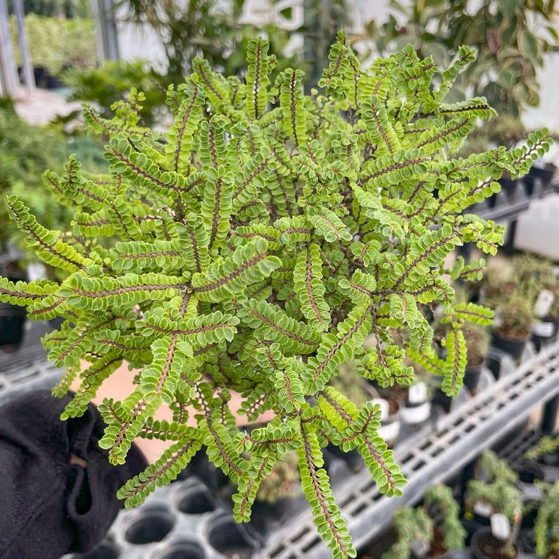 Pre-bonsai, Hokkaido Dwarf Chinese Elm, Live Plant - 4" Growers Pot - Etsy