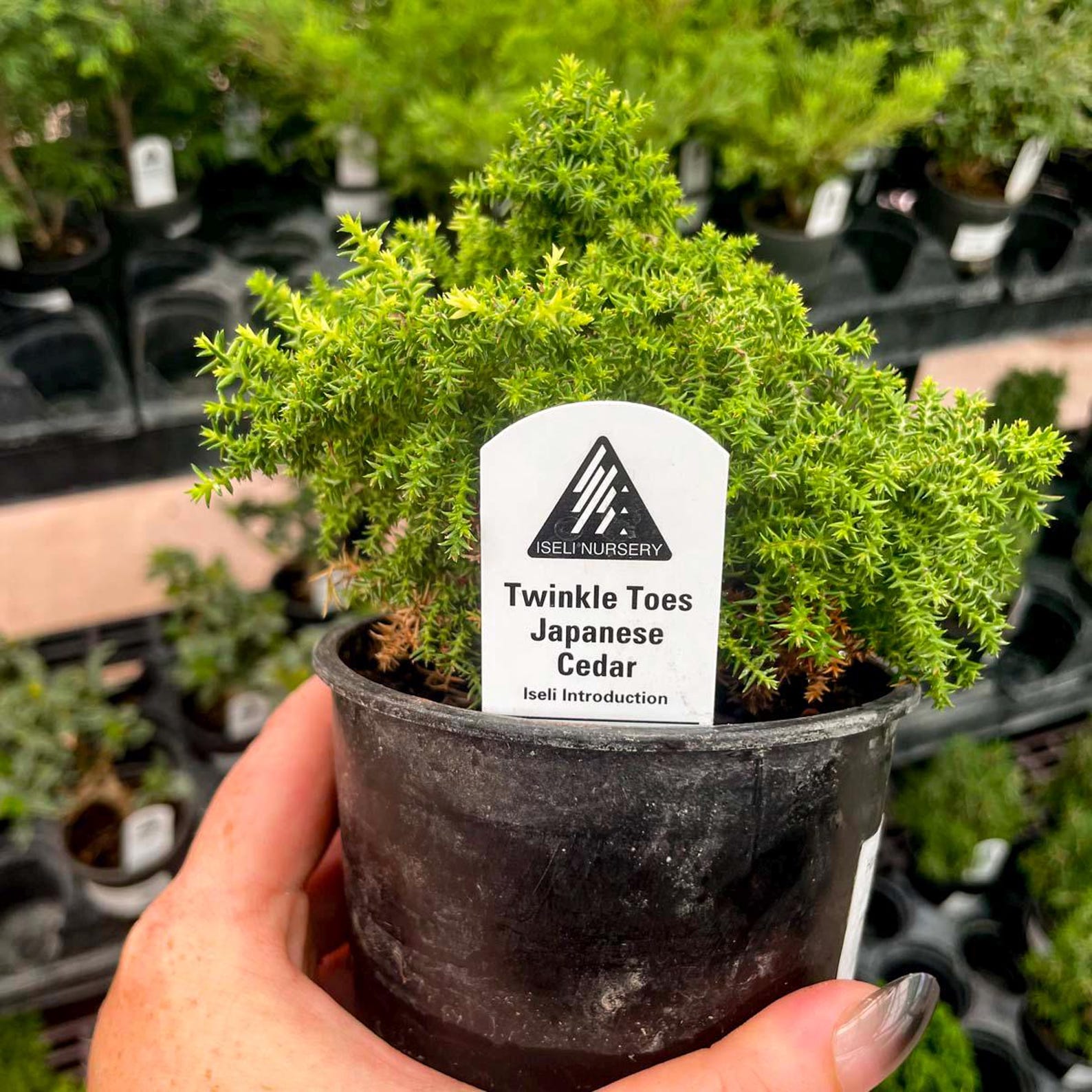 Pre-bonsai, Twinkle Toes Japanese Cedar, Live Plant - 4" Growers Pot - Etsy