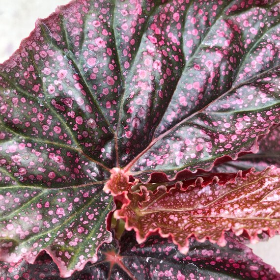 Begonia 'miss Mummy' angel Wing Begonia 4 - Etsy