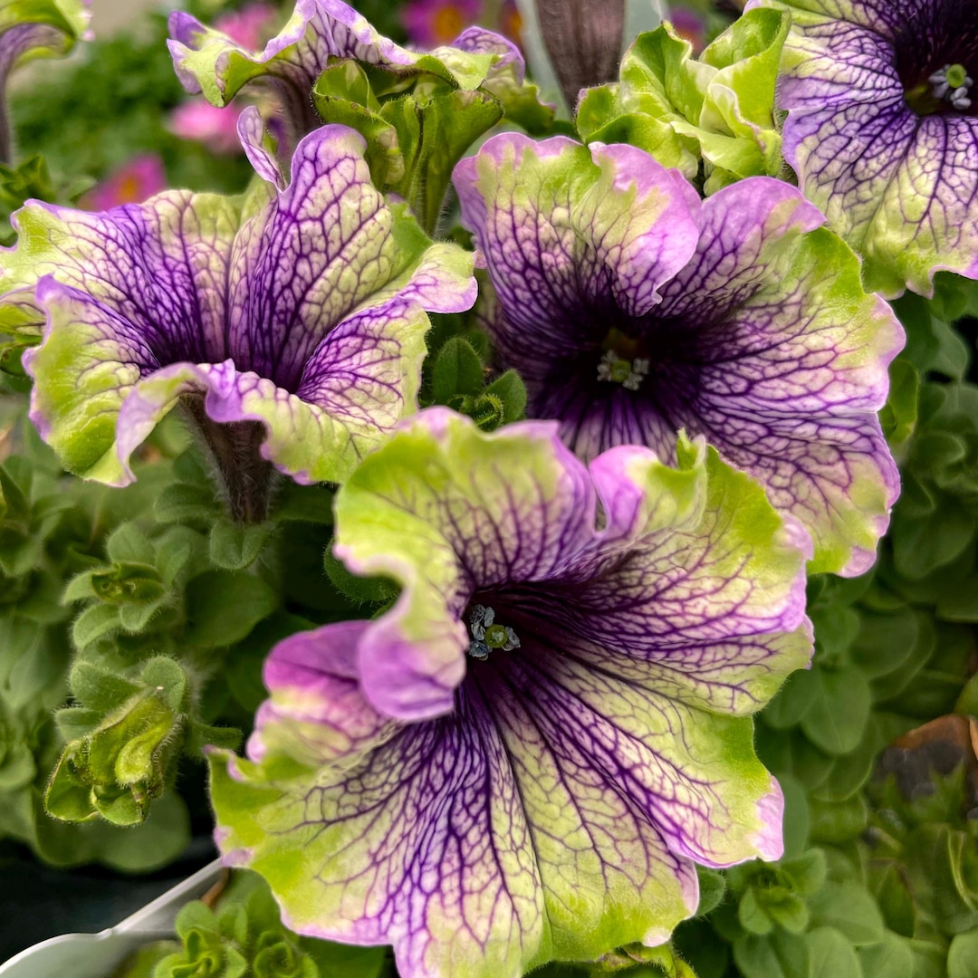 Seasonal Annual, Amazonas Plum Cockatoo Petunia, Live Plant, 4" Growers ...