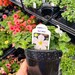 Itsy White Petunia 4 Growers Pot - Etsy