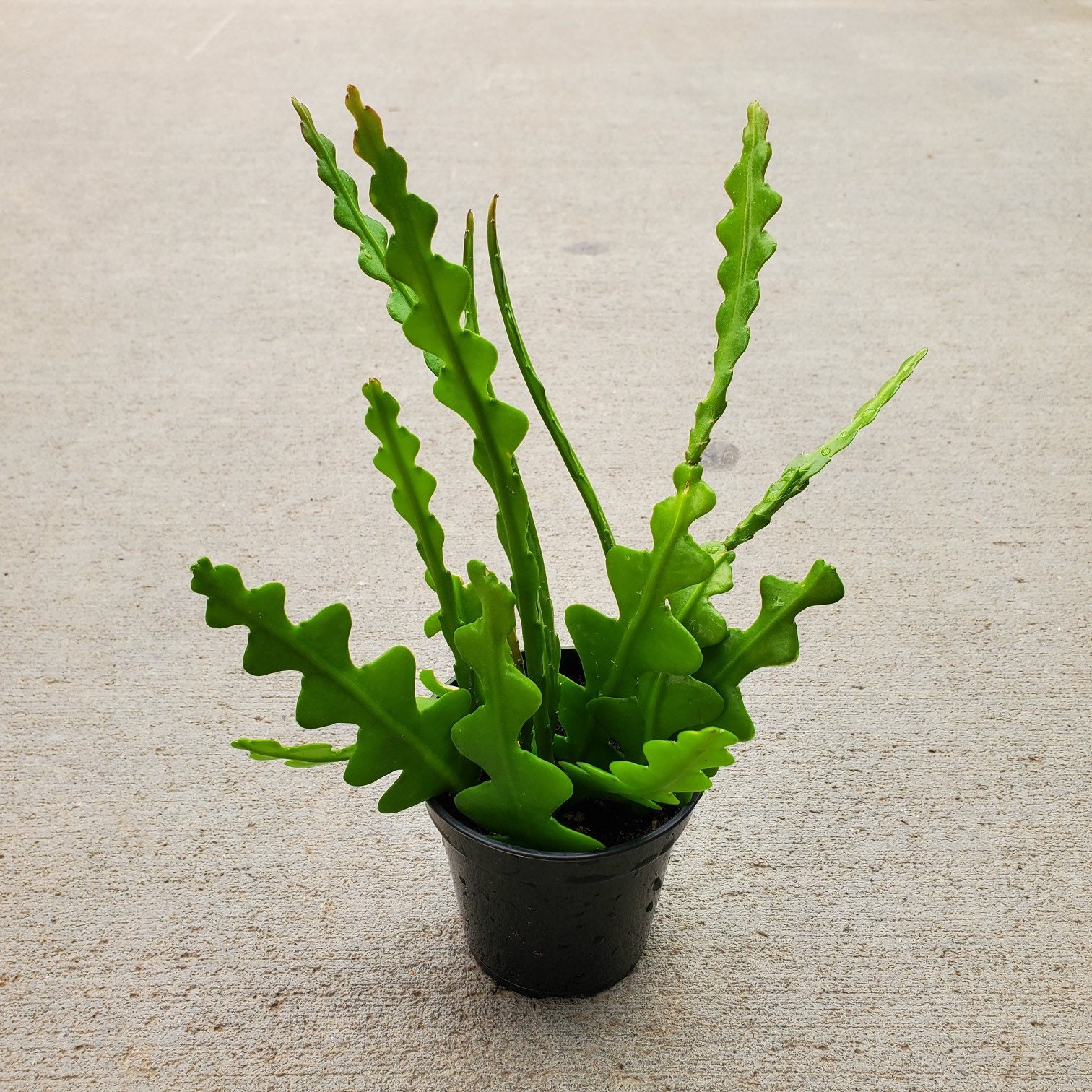 Disocactus anguliger 3\u201d Pot Rooted Divisions Home & Living Home ...