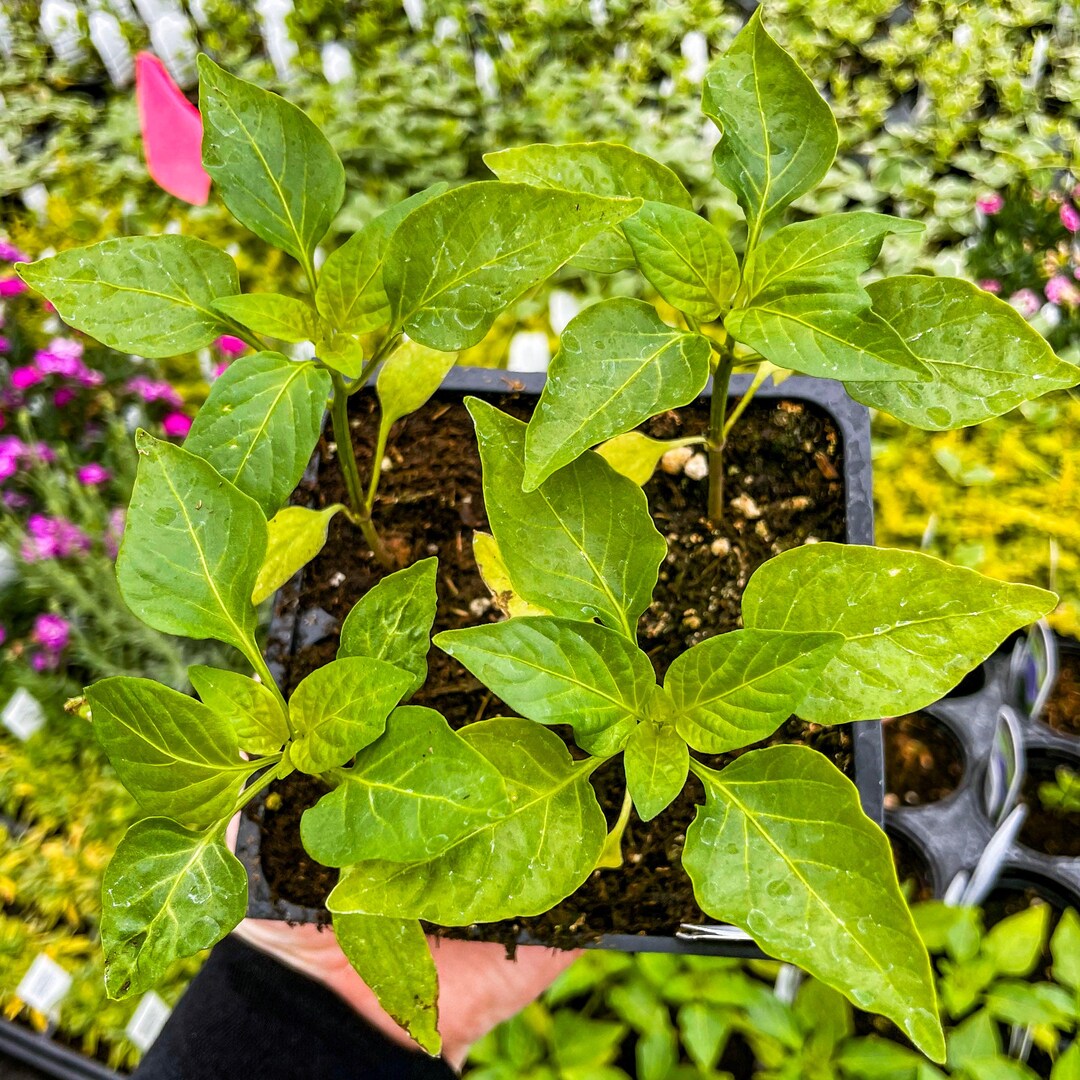 Vegetable, Gypsy Pepper 4-pack, Live Garden Starter Plant, Growers Pack ...