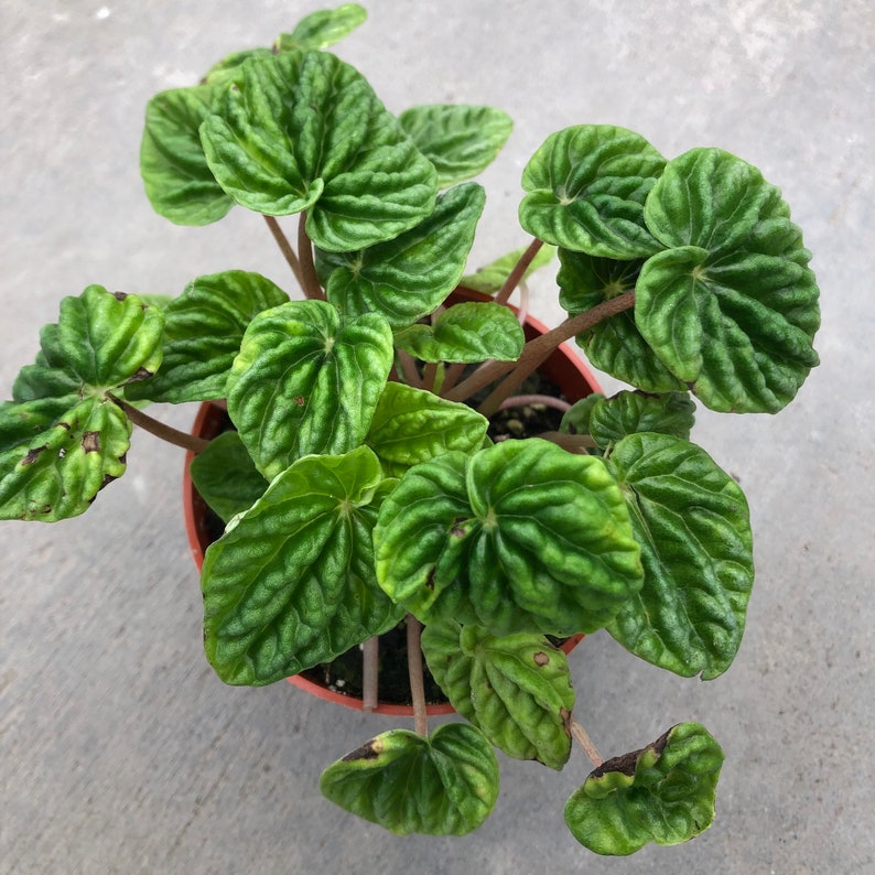 Peperomia Caperata emerald Ripple 4 Growers Pot | Etsy