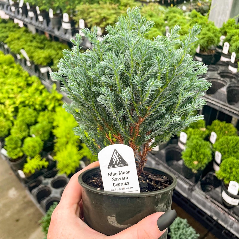 Dwarf Cypress - Etsy