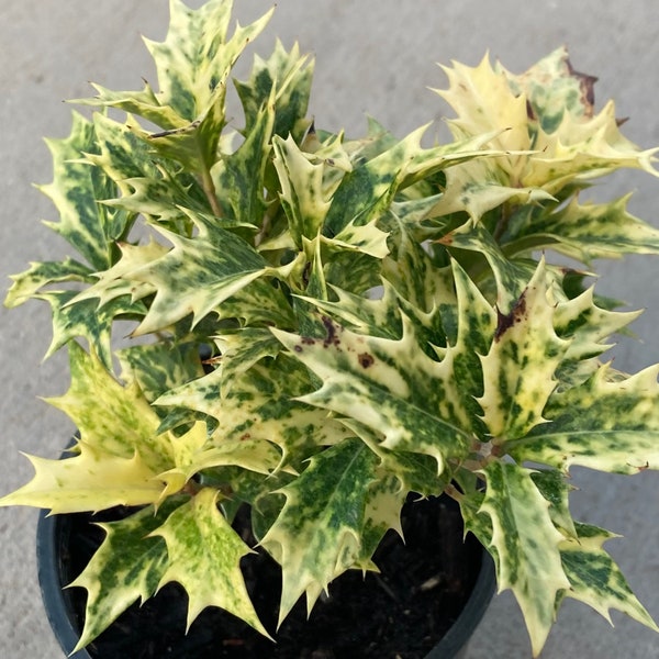 False Holly Tree - Etsy