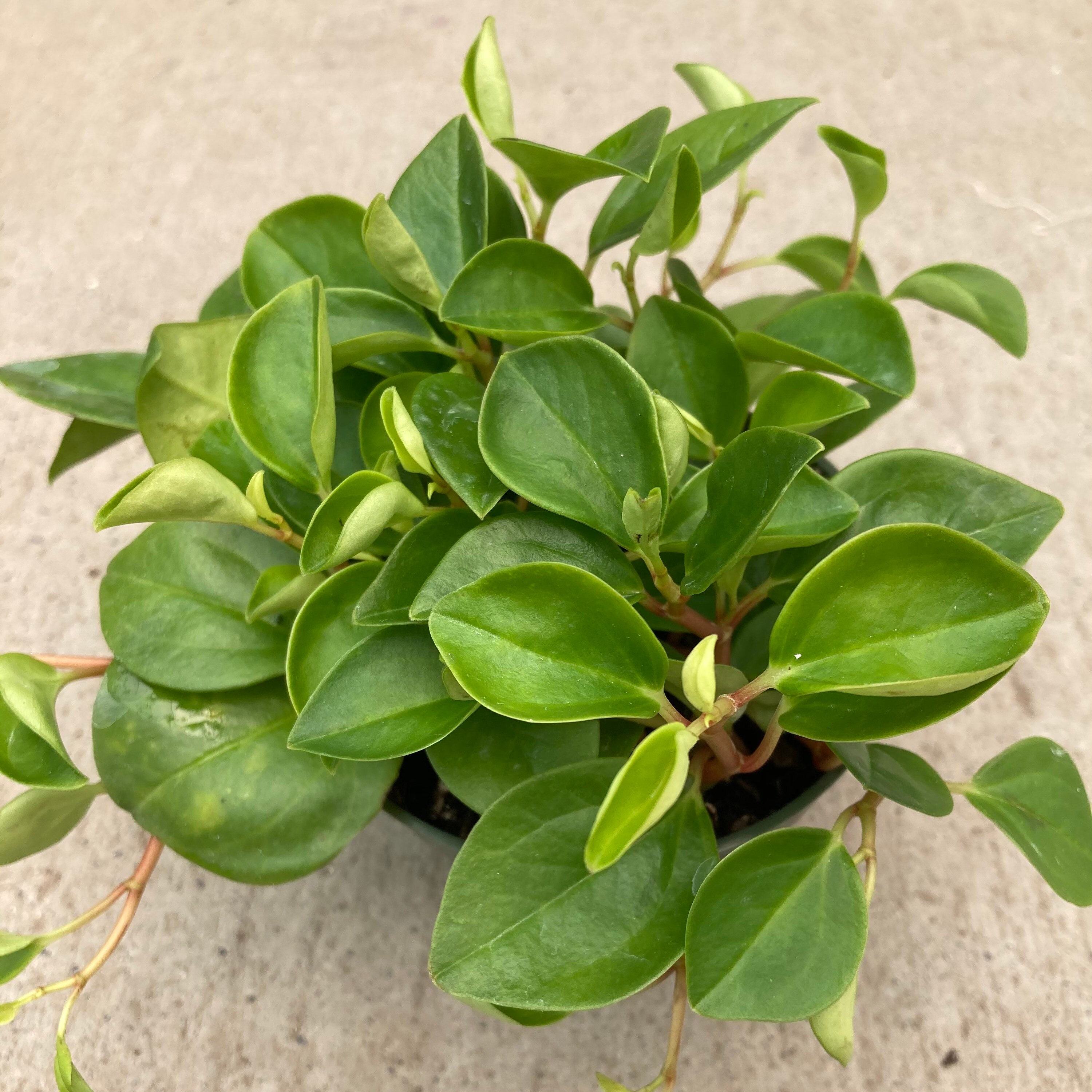 Peperomia cubensis Red Stemmed 4 Growers Pot | Etsy