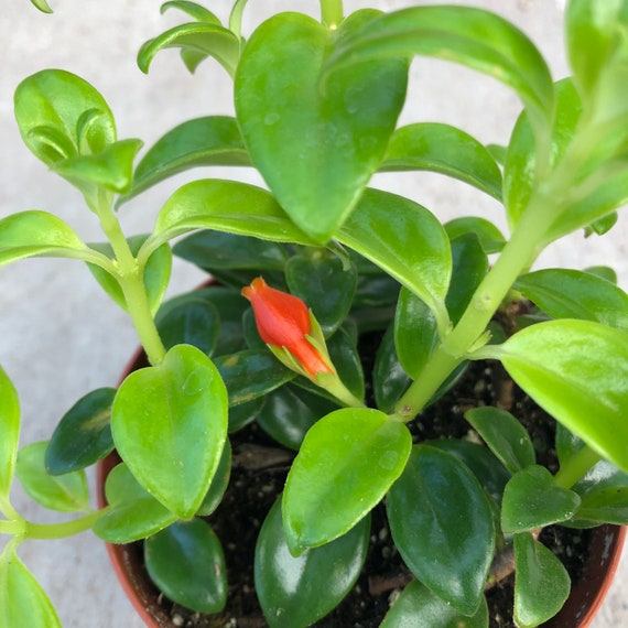 Goldfish Plant Columnea gloriosa ‘California Gold’ 4” Growers Pot Home ...