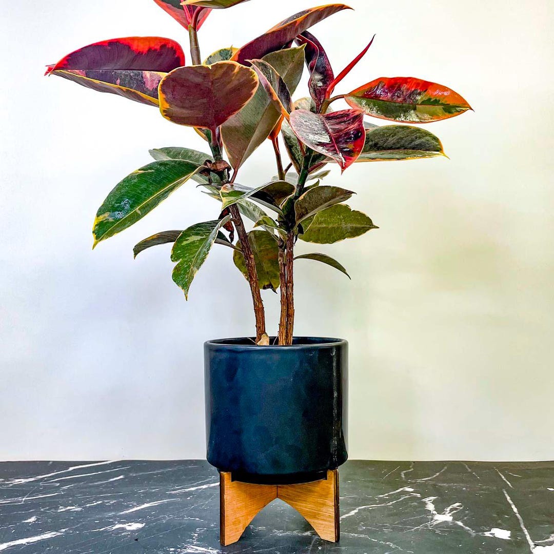 Ruby Ficus Tricolor Rubber Tree - Etsy