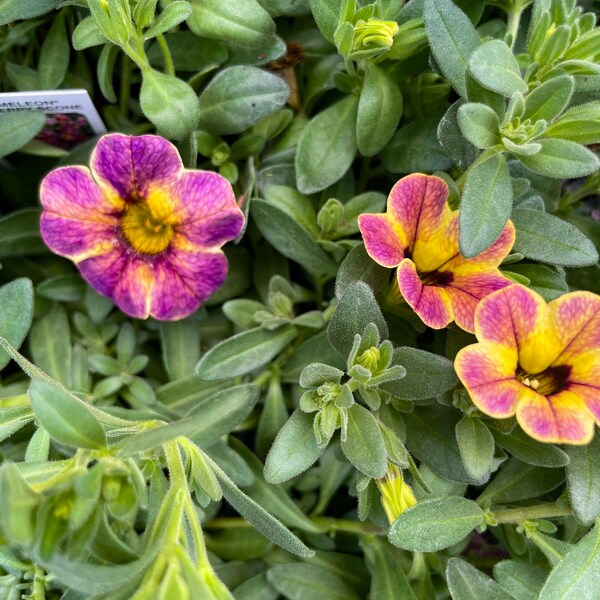 Calibrachoa Seeds - Etsy