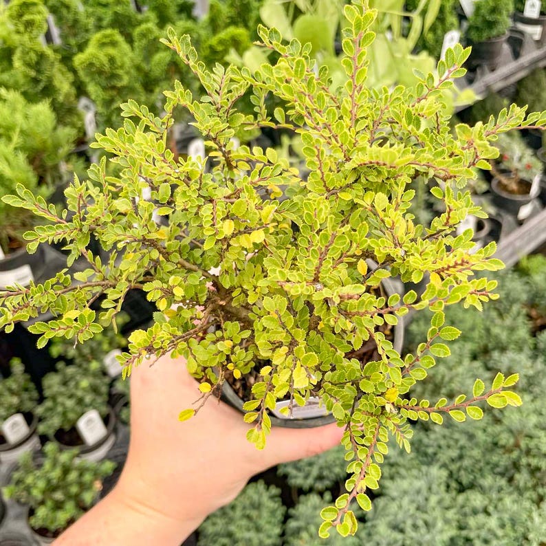 Pre-bonsai, Seiju Dwarf Chinese Elm, Live Plant - 4" Growers Pot - Etsy