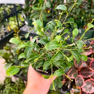 Ficus 'too Little' Weeping Fig - Live Houseplant - 4" Grower's Pot - Etsy